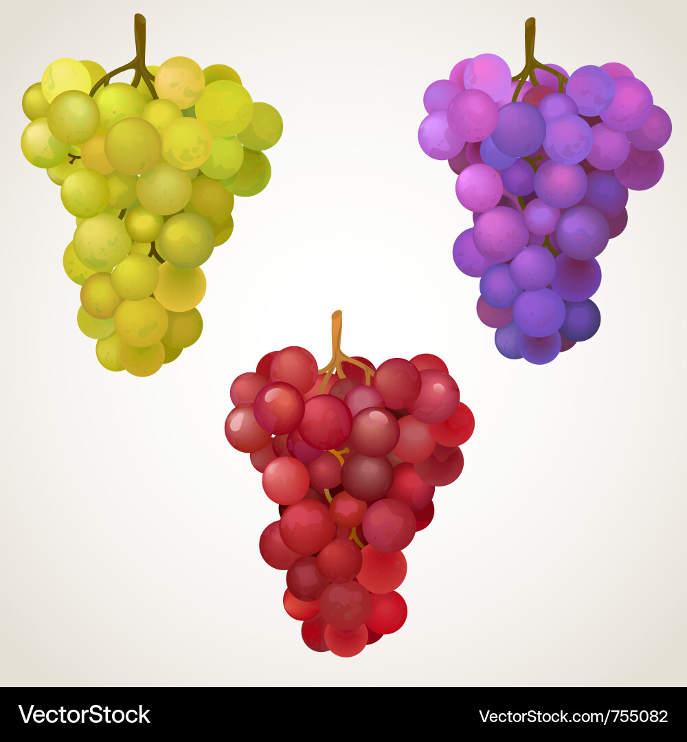 Three cluster of grape Royalty Free Vector Image