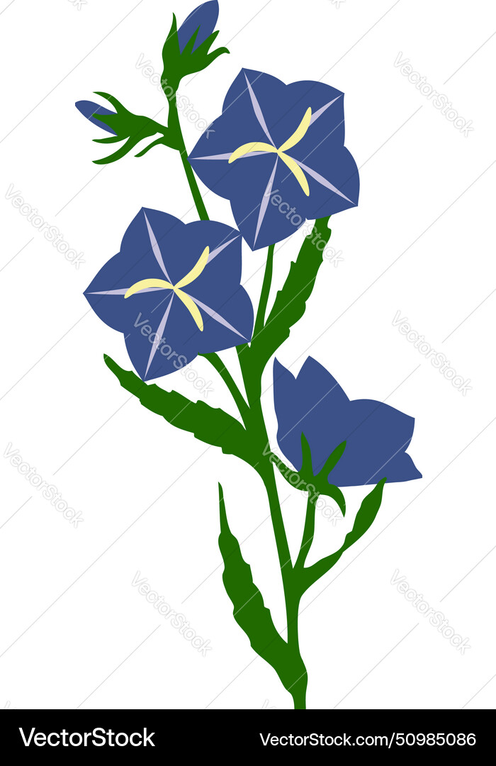 Bell flower Royalty Free Vector Image - VectorStock