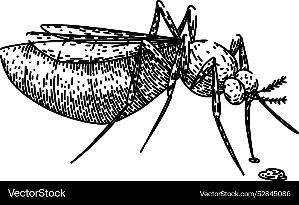 Malaria mosquito sketch hand drawn Royalty Free Vector Image