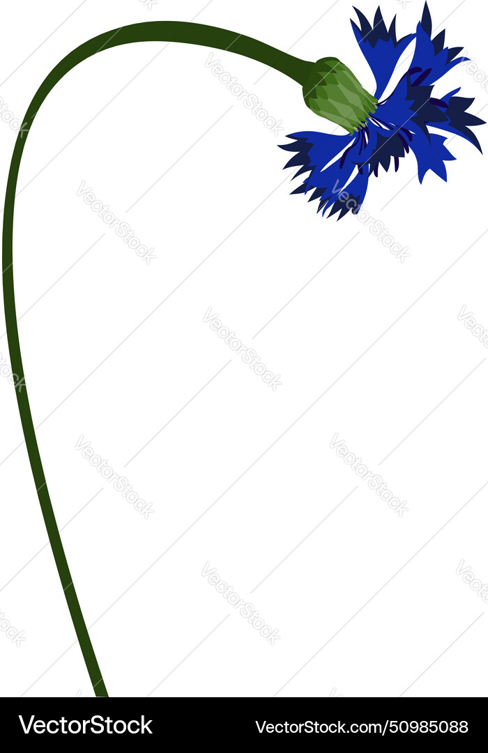 Meadow cornflower flower Royalty Free Vector Image