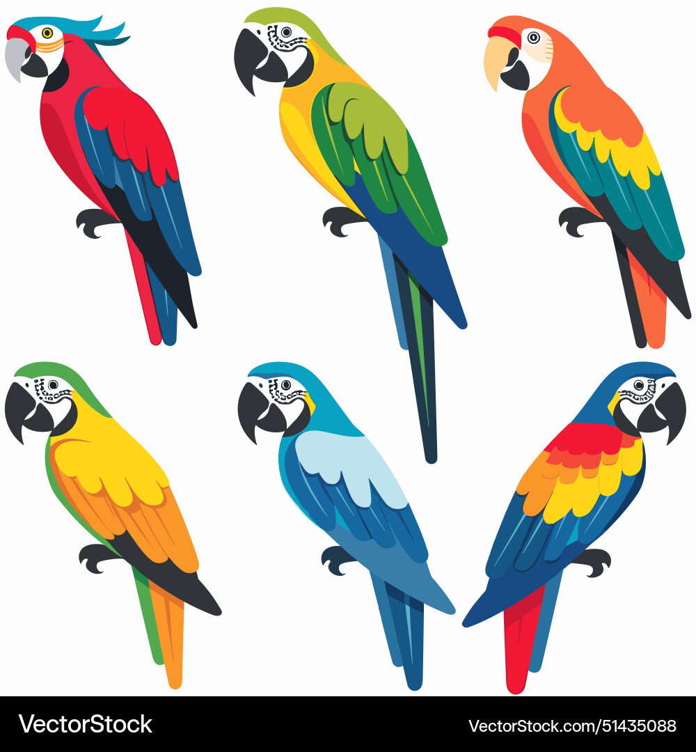 Set six colorful parrots side view different Vector Image