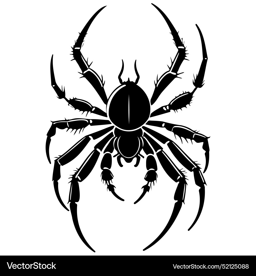 Spider hand drawn line transpiderarent background Vector Image