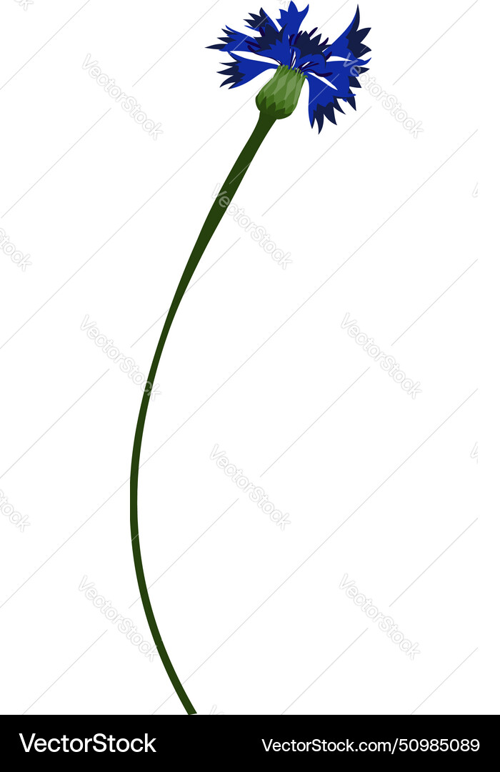 Meadow cornflower flower Royalty Free Vector Image