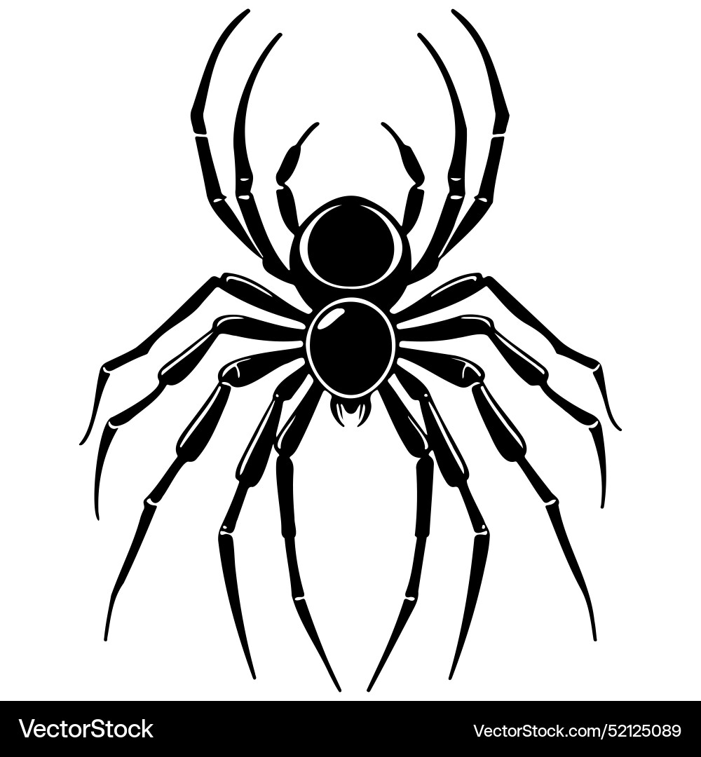 Spider ink hand drawn line transpiderarent Vector Image