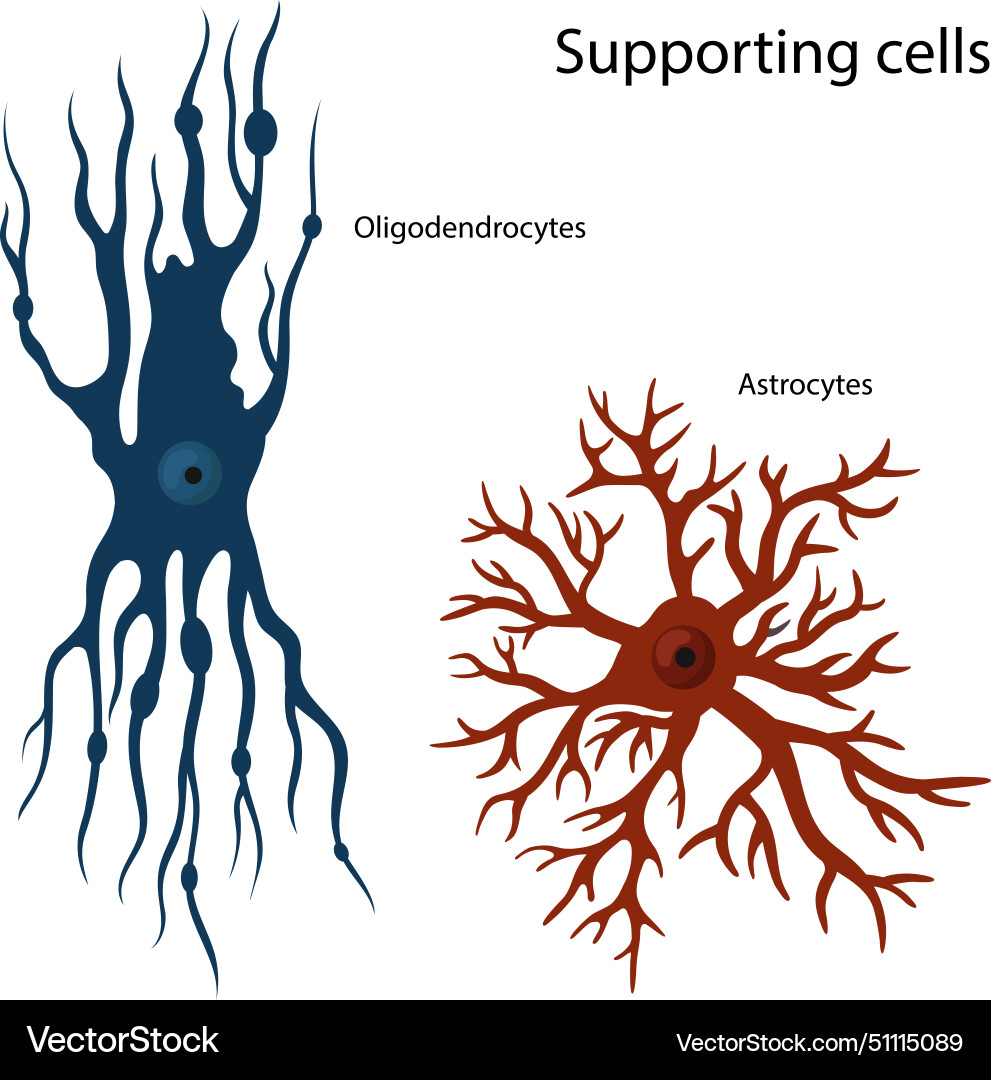 Supporting cells oligodendrocytes and astrocytes Vector Image