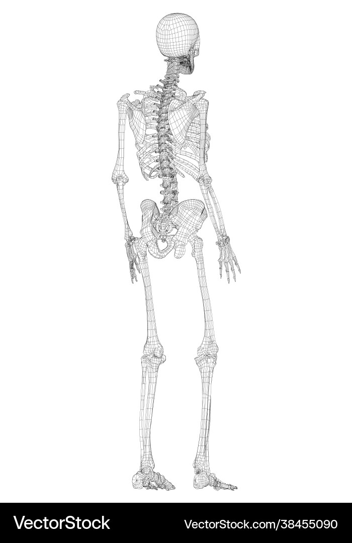 Human skeleton Royalty Free Vector Image - VectorStock