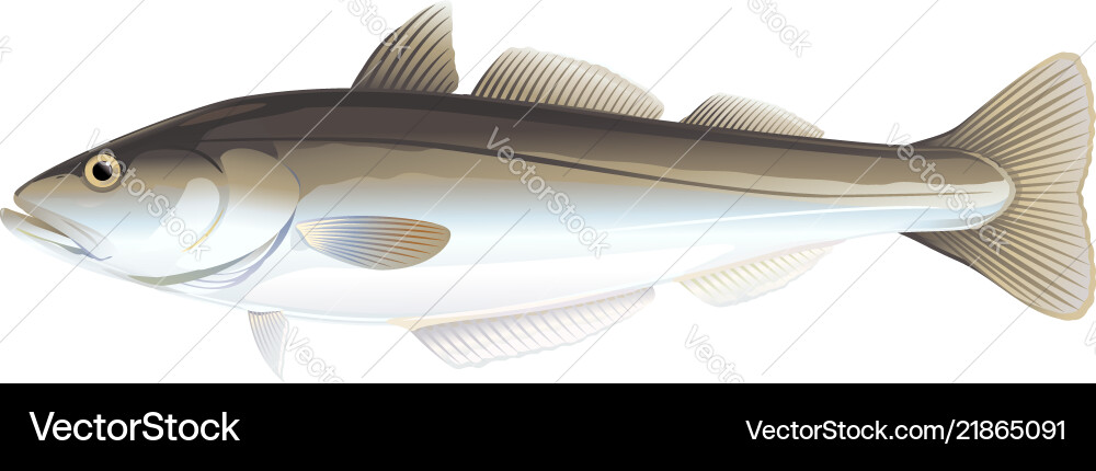 Pollock fish Royalty Free Vector Image - VectorStock