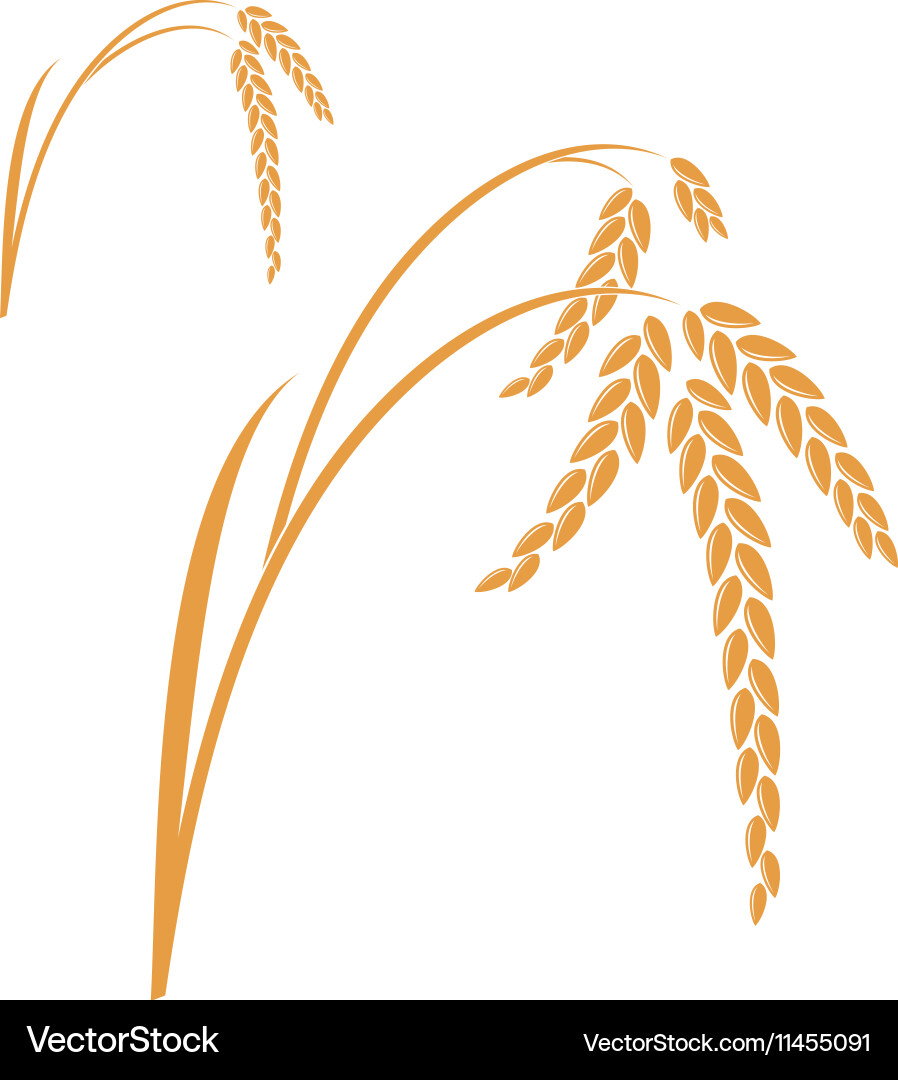 Rice isolated plant on white background Royalty Free Vector