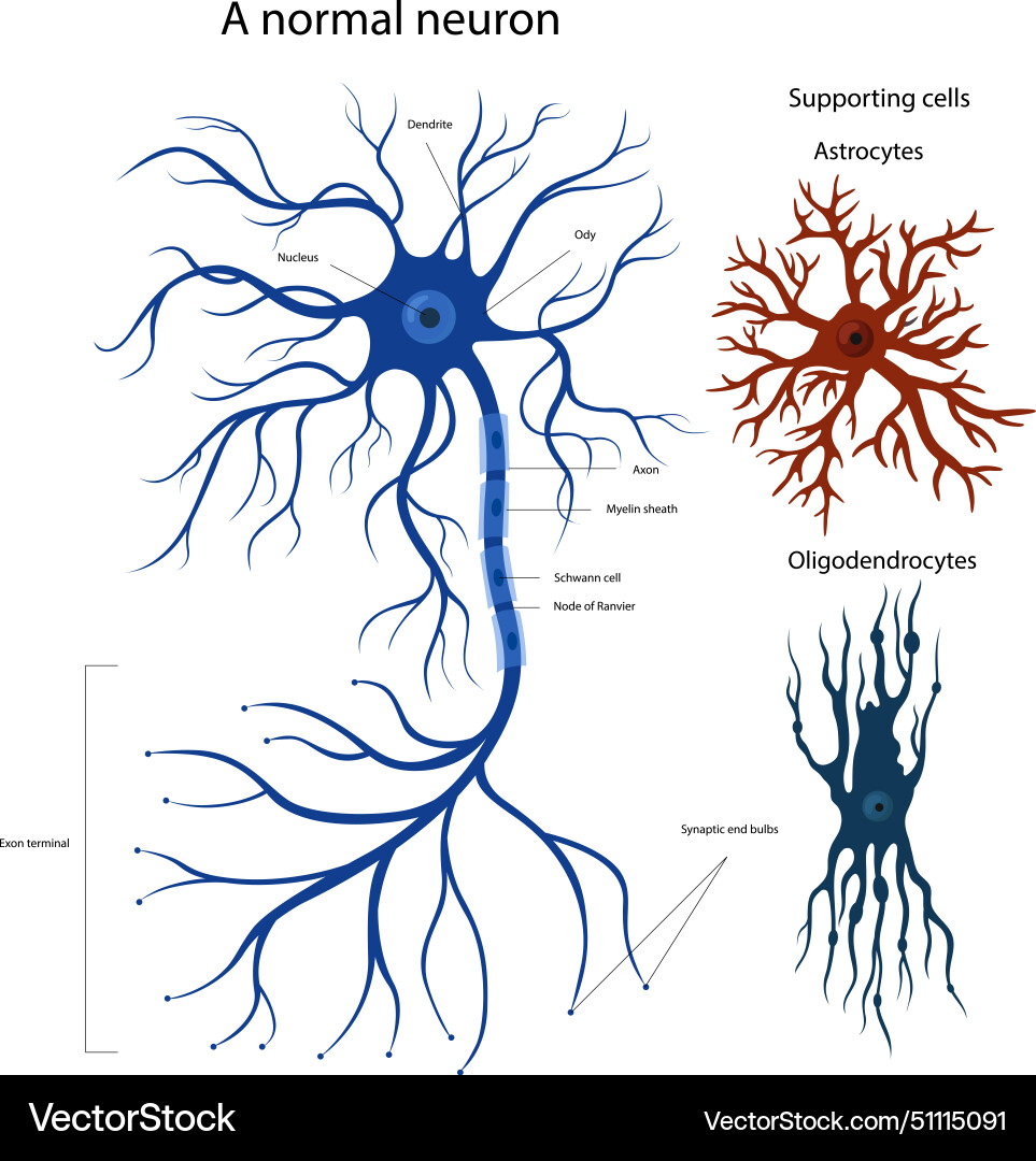 Supporting cells oligodendrocytes and astrocytes Vector Image
