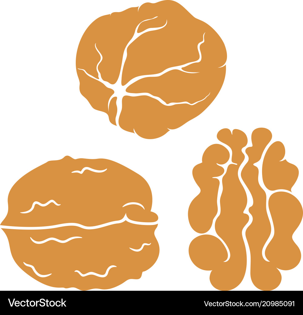 Walnut Royalty Free Vector Image - VectorStock
