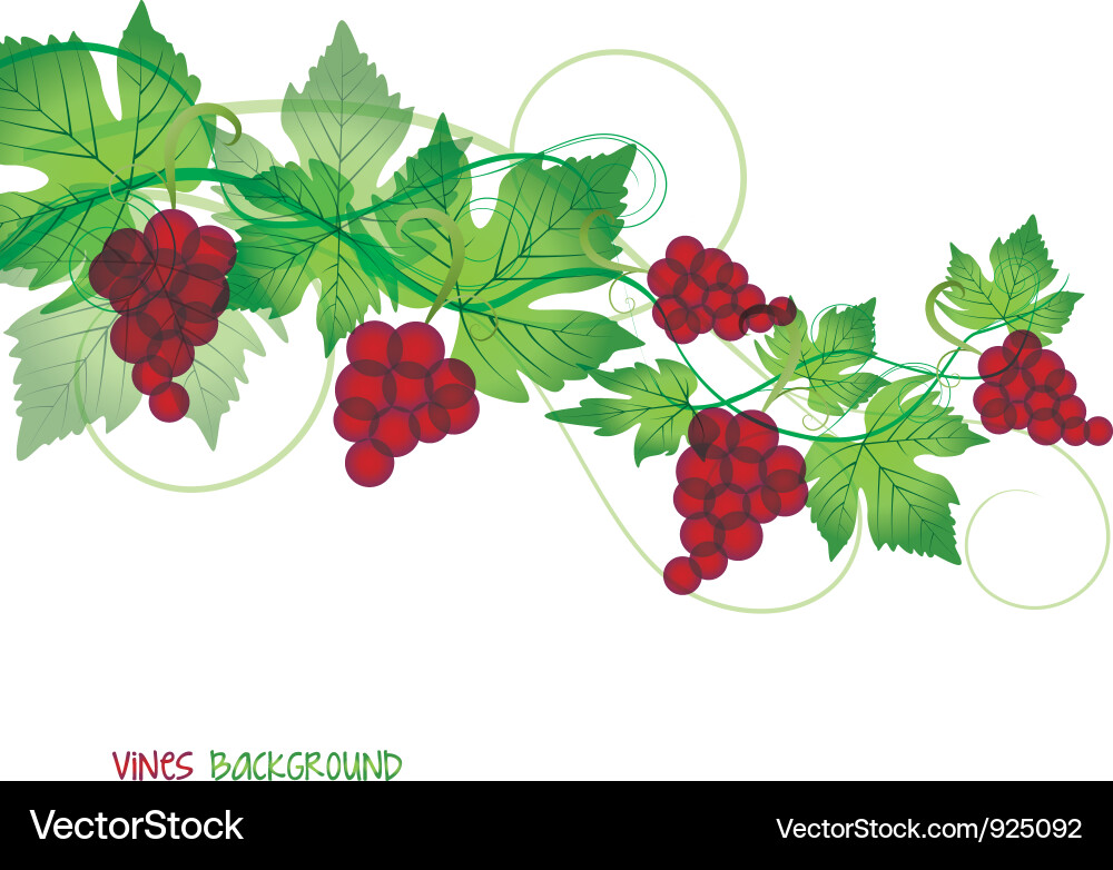 Red grapes Royalty Free Vector Image - VectorStock