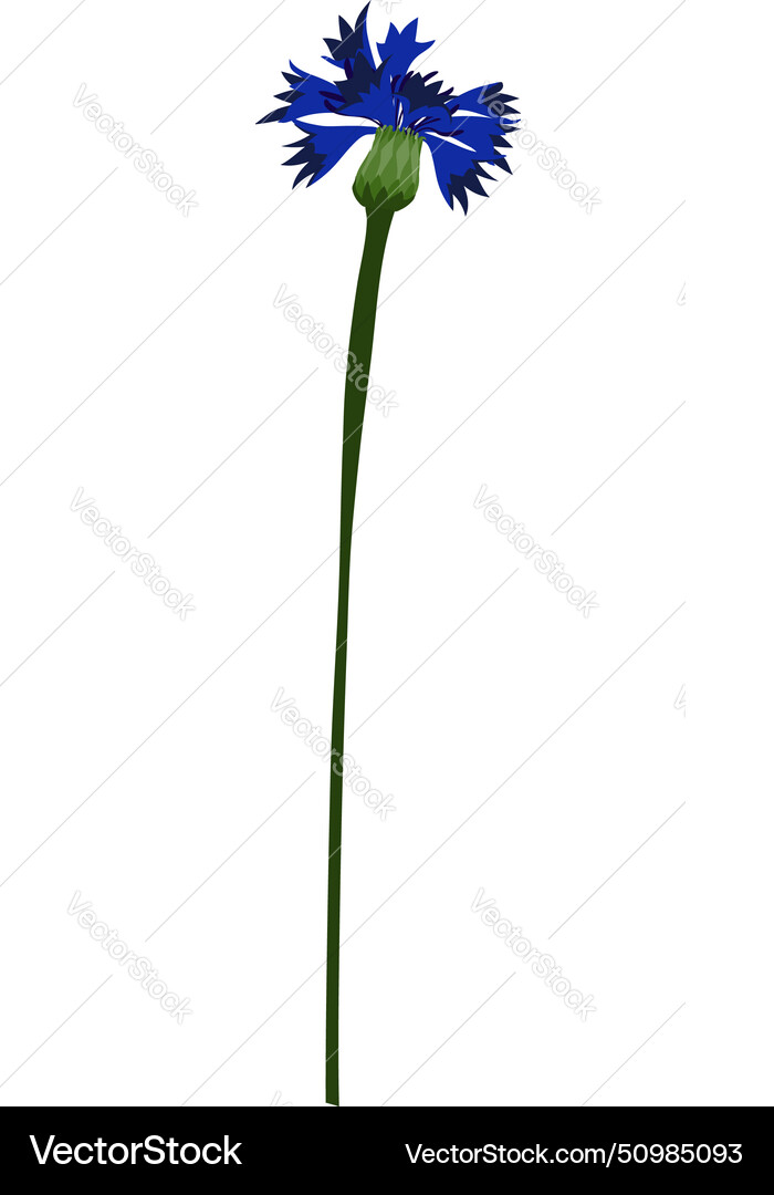 Meadow cornflower flower Royalty Free Vector Image