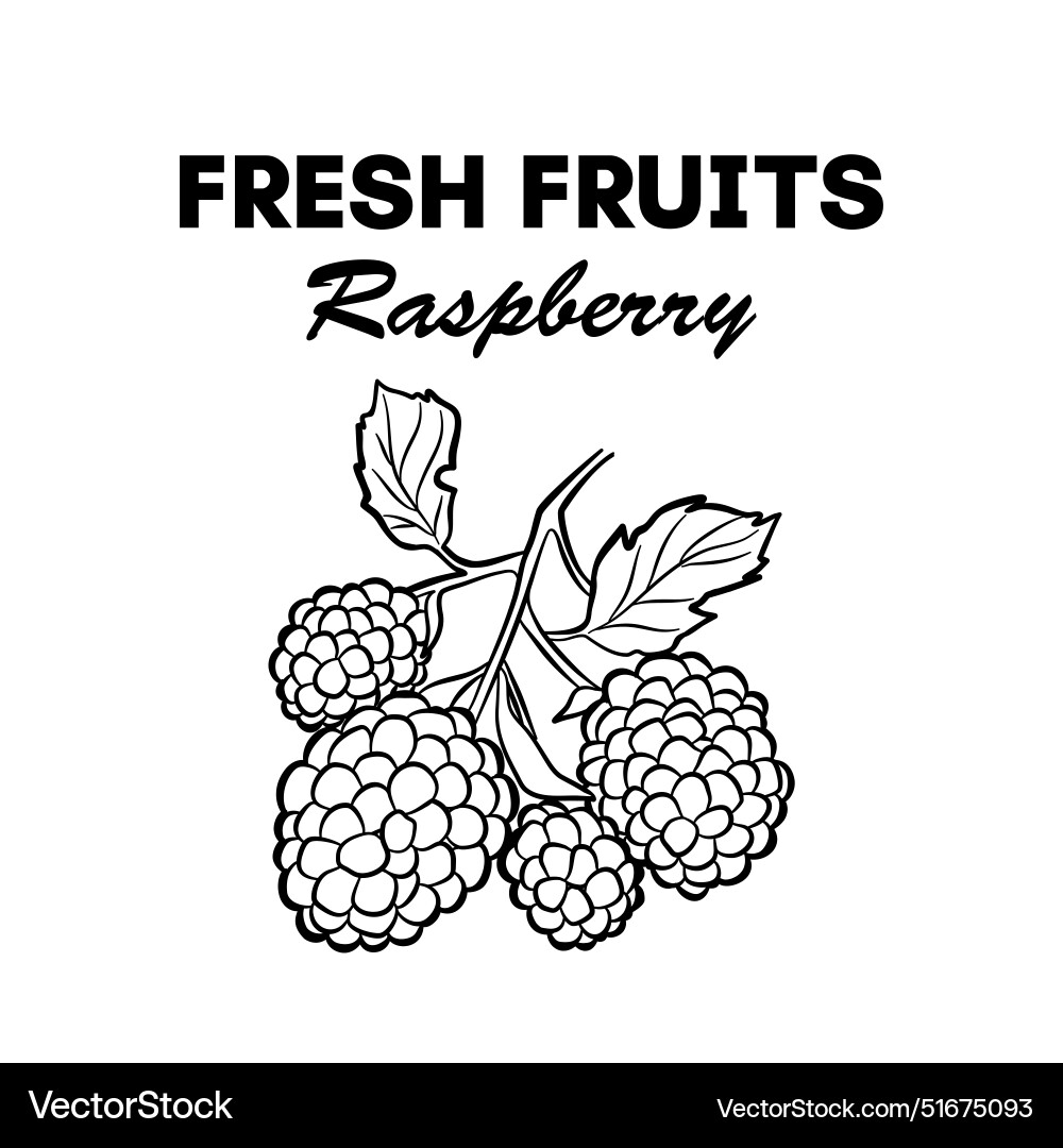 Outline raspberry fruit icon for brochures Vector Image