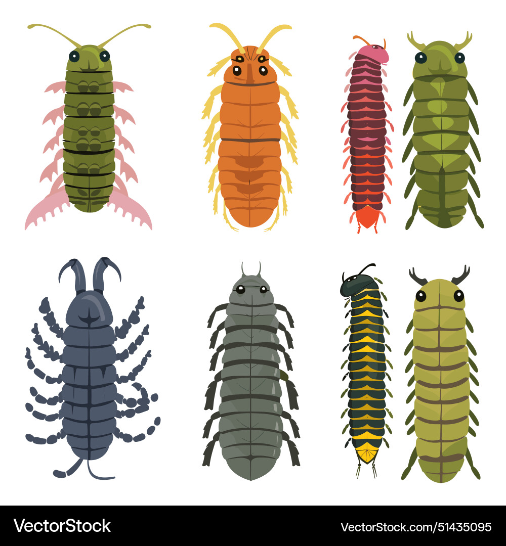 centipede colors