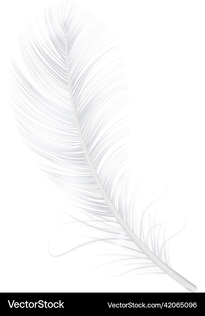 Realistic feather Royalty Free Vector Image - VectorStock