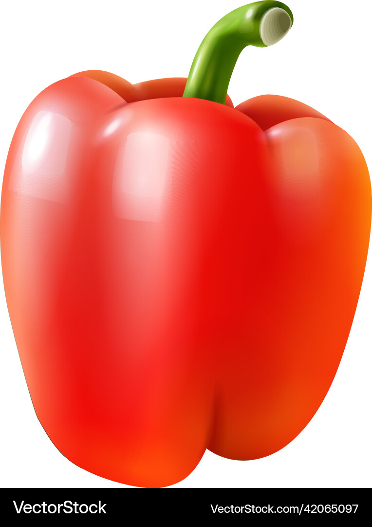 Realistic pepper Royalty Free Vector Image - VectorStock