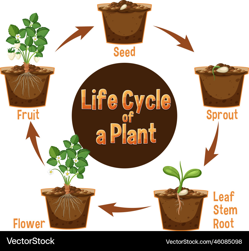 Life cycle of a plant diagram Royalty Free Vector Image