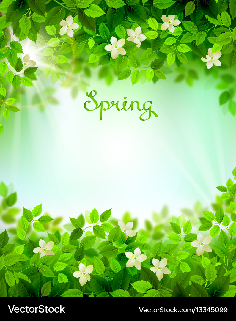 Spring branches with fresh green leaves season Vector Image