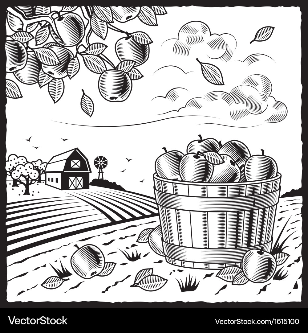 Landscape with apple harvest black and white Vector Image