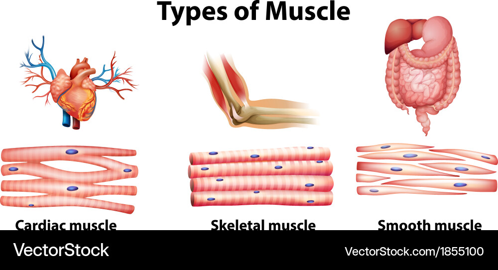 Types of muscle Royalty Free Vector Image - VectorStock
