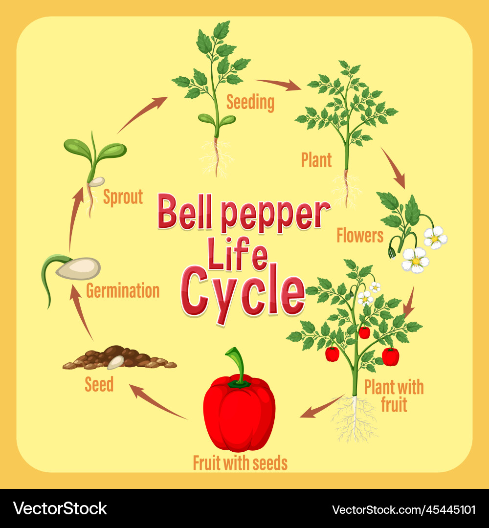 Plant Life Cycle Of A Pepper
