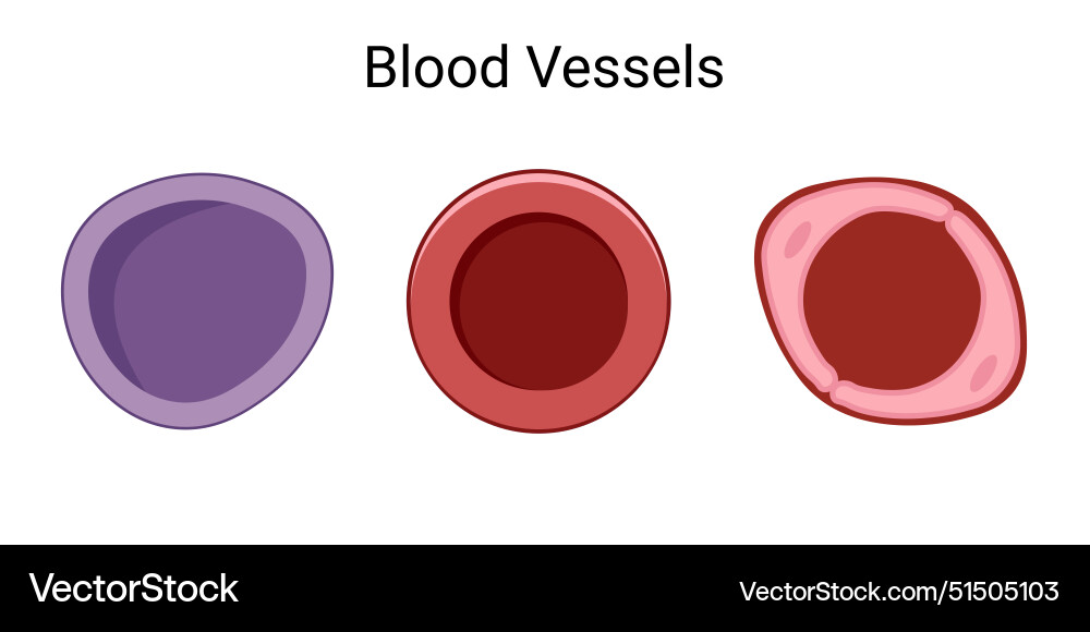 Three types of blood vessels Royalty Free Vector Image