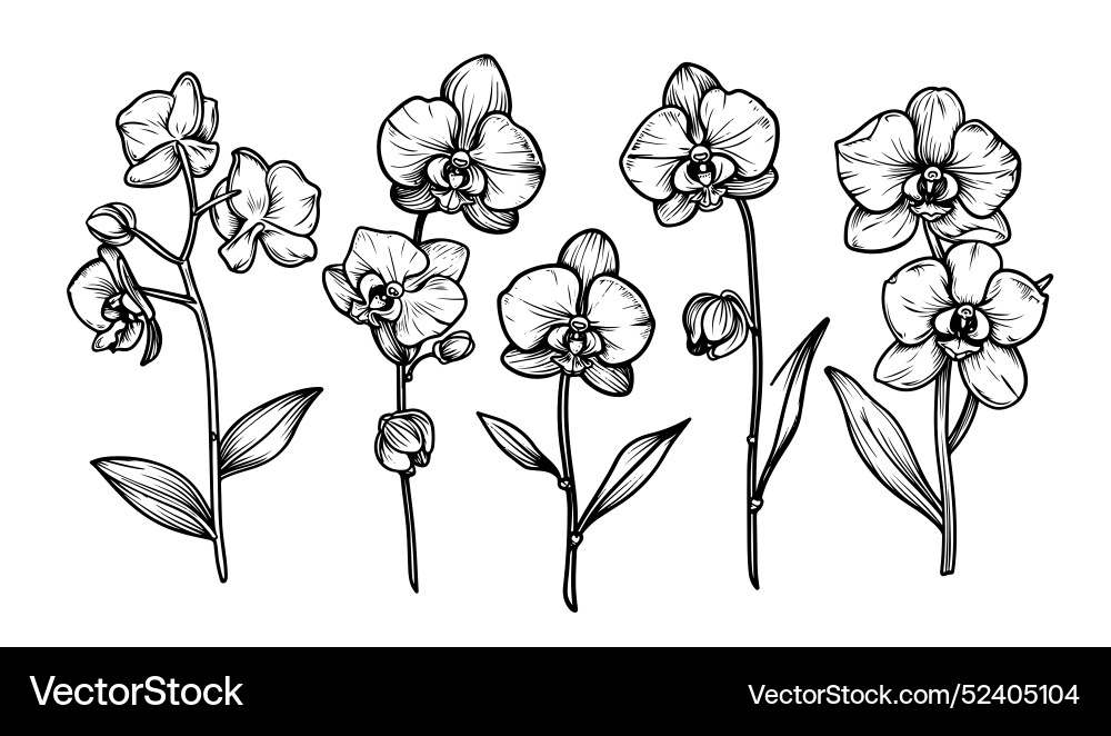 Orchid Flower Set - Black & White Royalty Free Vector