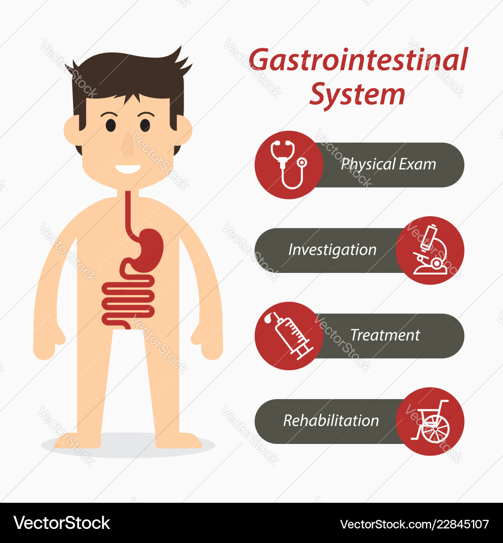 Gastrointestinal system and medical line icon Vector Image