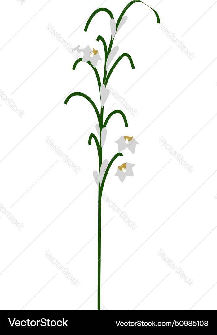 Lily of valley flower Royalty Free Vector Image