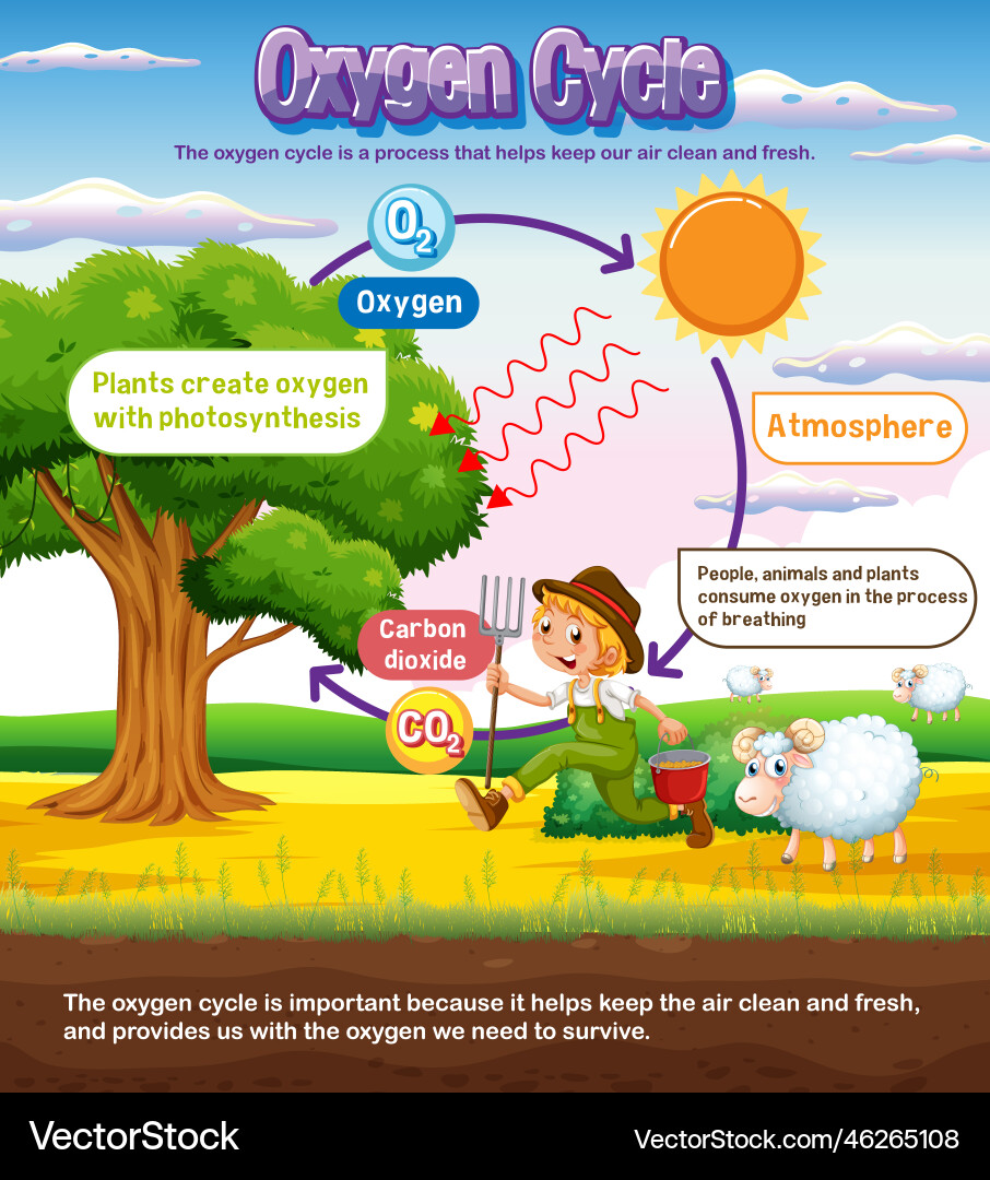 Oxygen cycle diagram for science education Vector Image