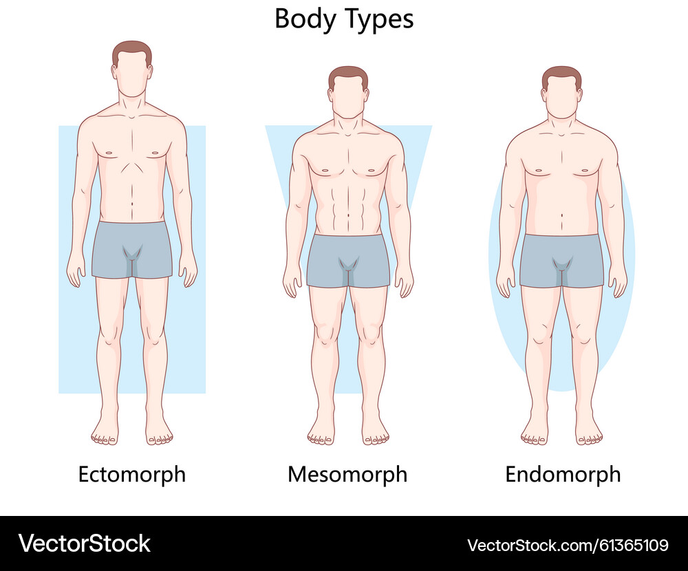 ectomorph mesomorph or endomorph