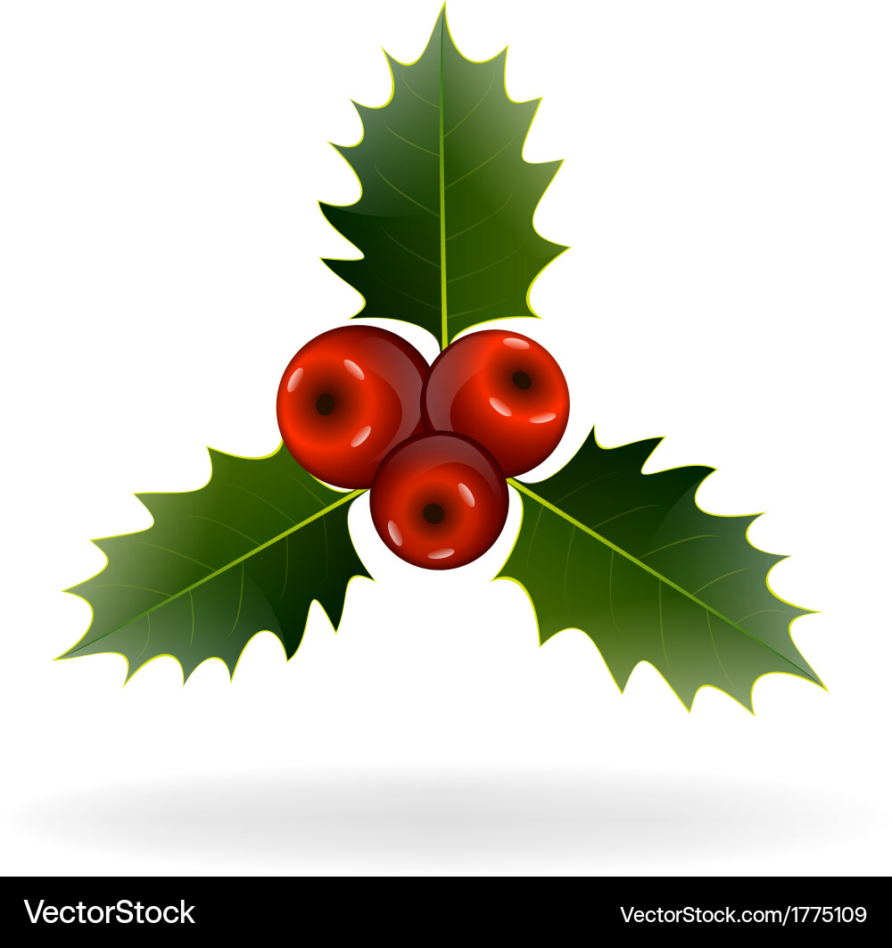 Holly berries Royalty Free Vector Image - VectorStock