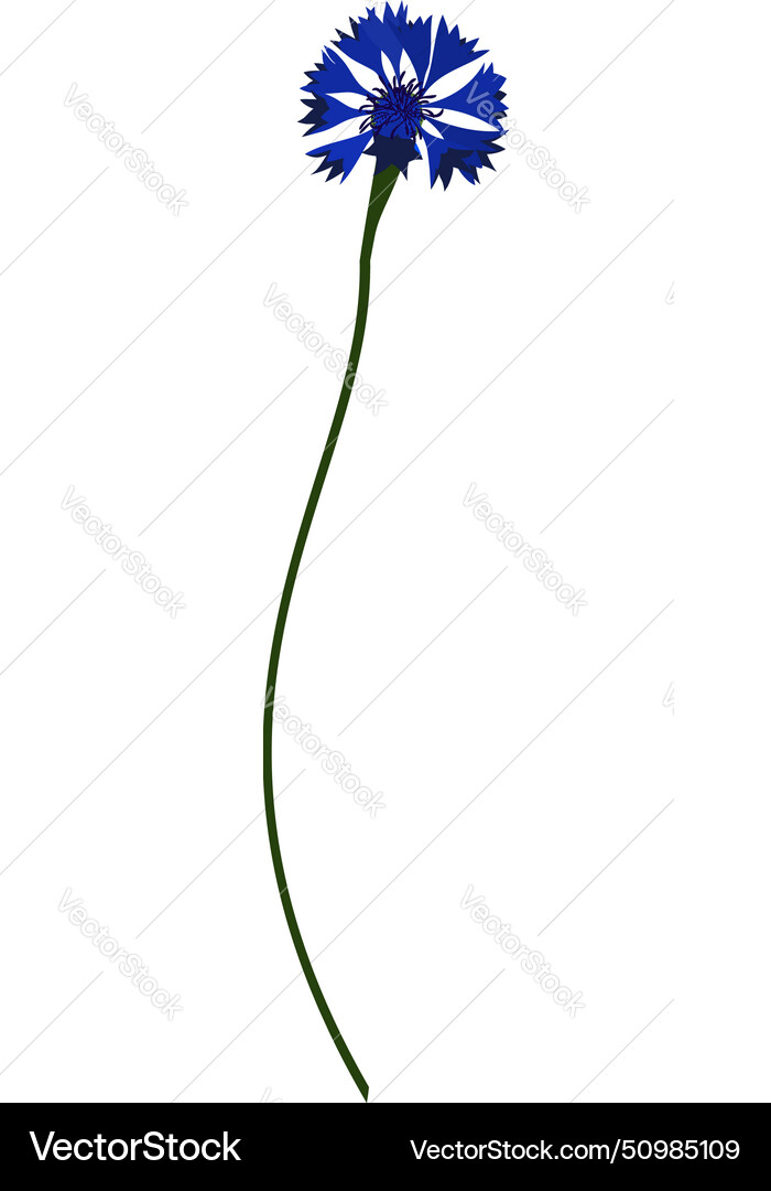 Meadow cornflower flower Royalty Free Vector Image