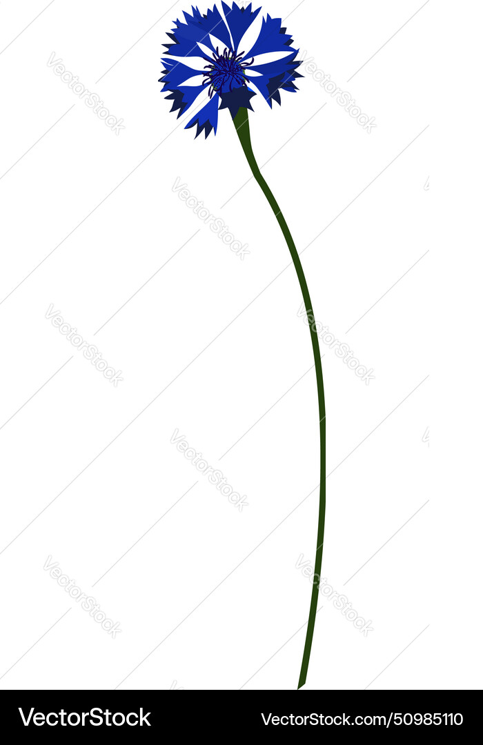 Meadow cornflower flower Royalty Free Vector Image