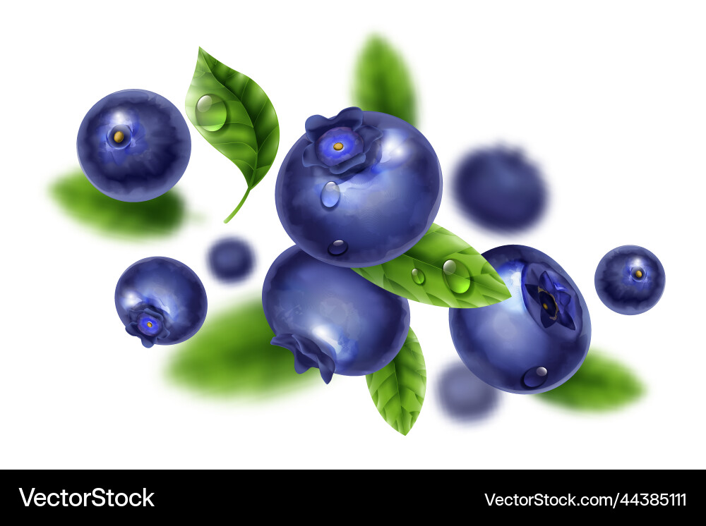 Blueberries realistic Royalty Free Vector Image