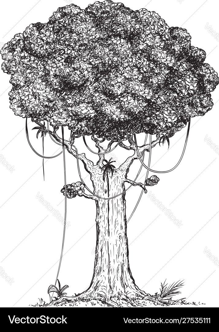 Cartoon drawing tree from rain forest Royalty Free Vector
