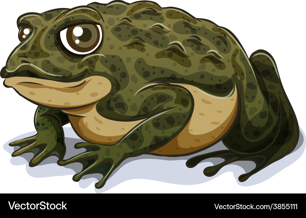 Toad Royalty Free Vector Image - VectorStock