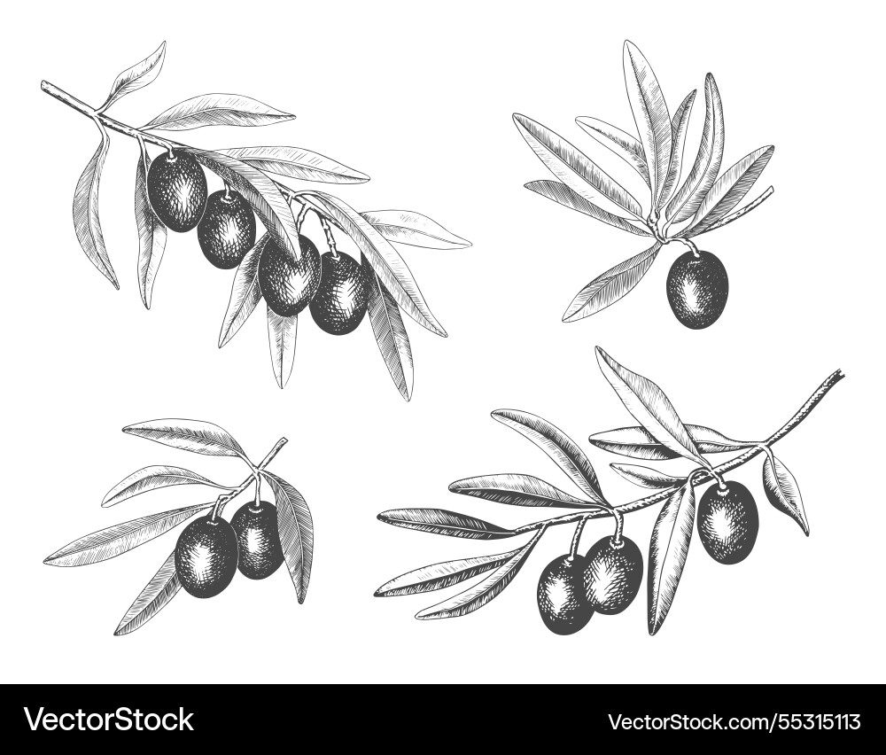 Hand drawn olive tree branch set with fruit Vector Image