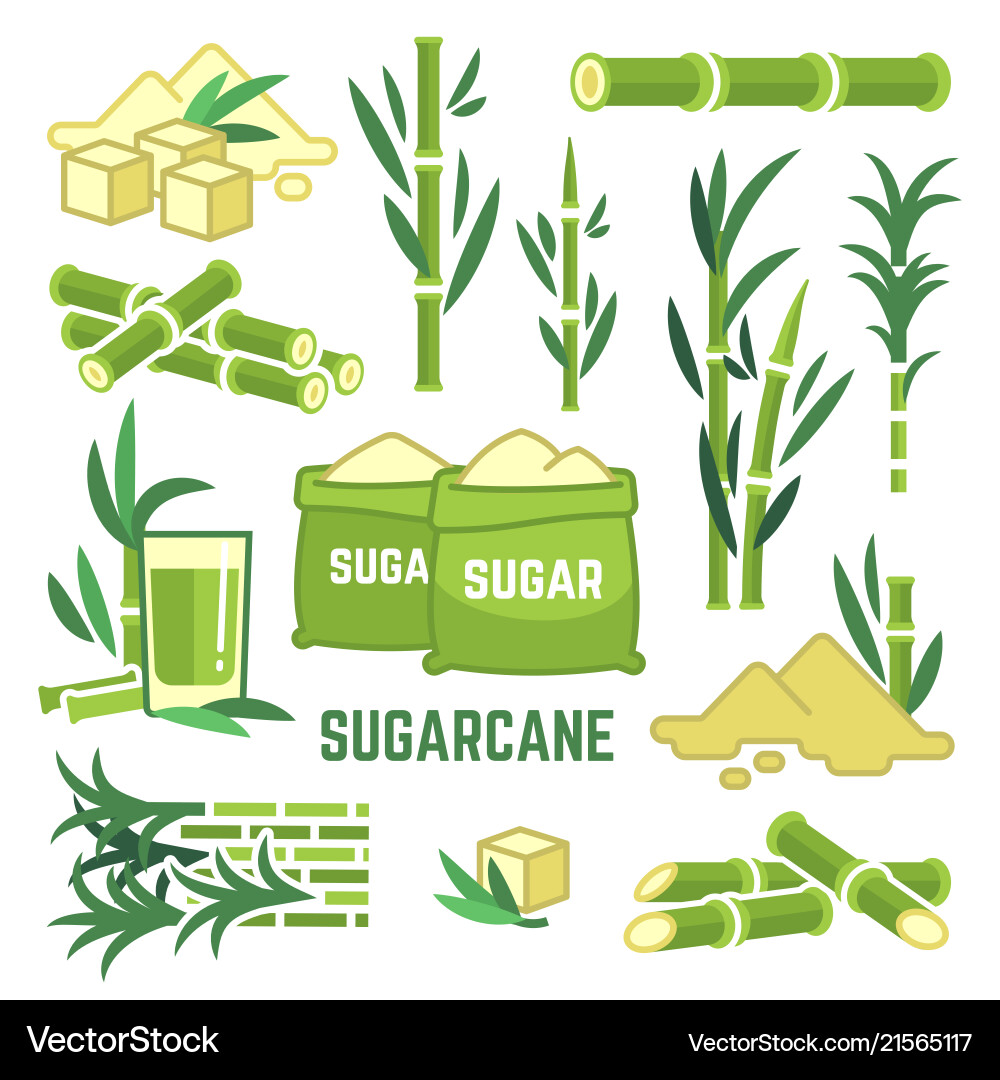 Sugar plant agricultural crops cane leaf Vector Image