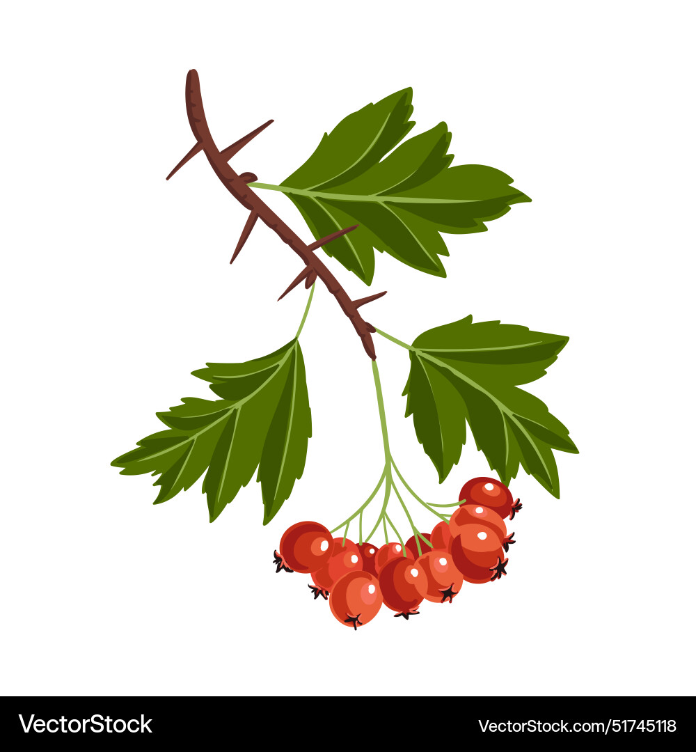 Drawing tree branch hawthorn Royalty Free Vector Image