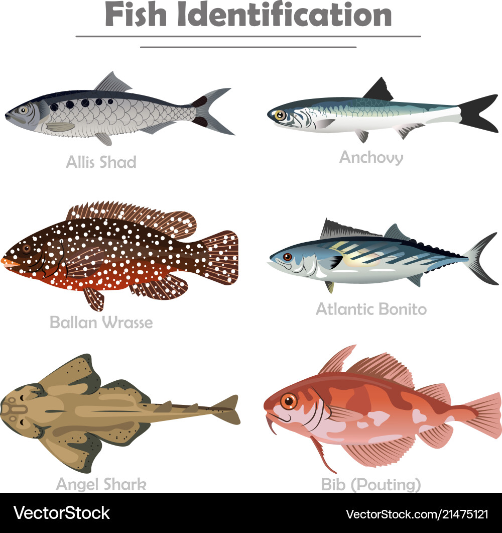 Fish icon set realistic Royalty Free Vector Image