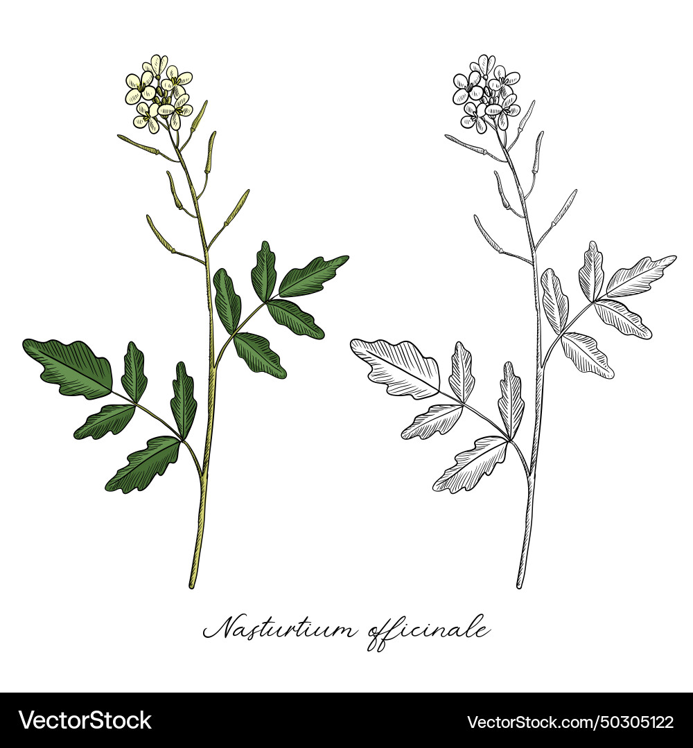 Drawing watercress flower Royalty Free Vector Image