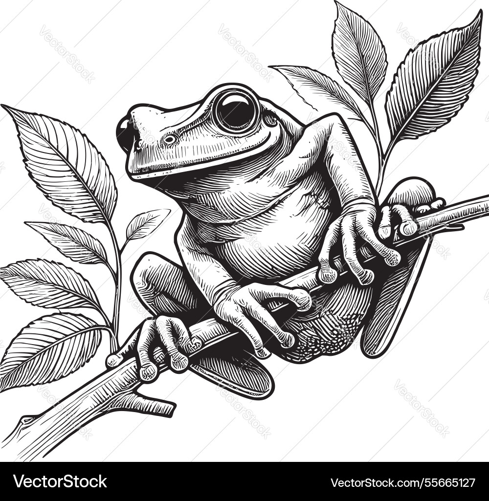 Detailed of a tree frog Royalty Free Vector Image