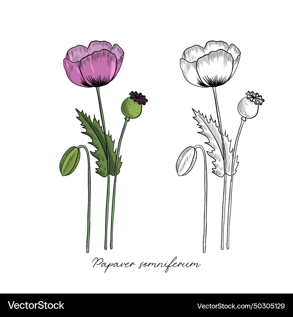 Drawing opium poppy Royalty Free Vector Image - VectorStock