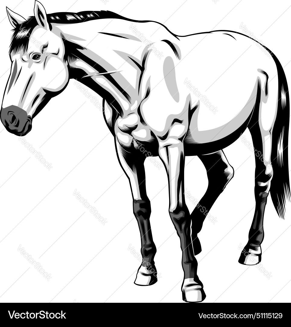 Horse stand graphic design Royalty Free Vector Image