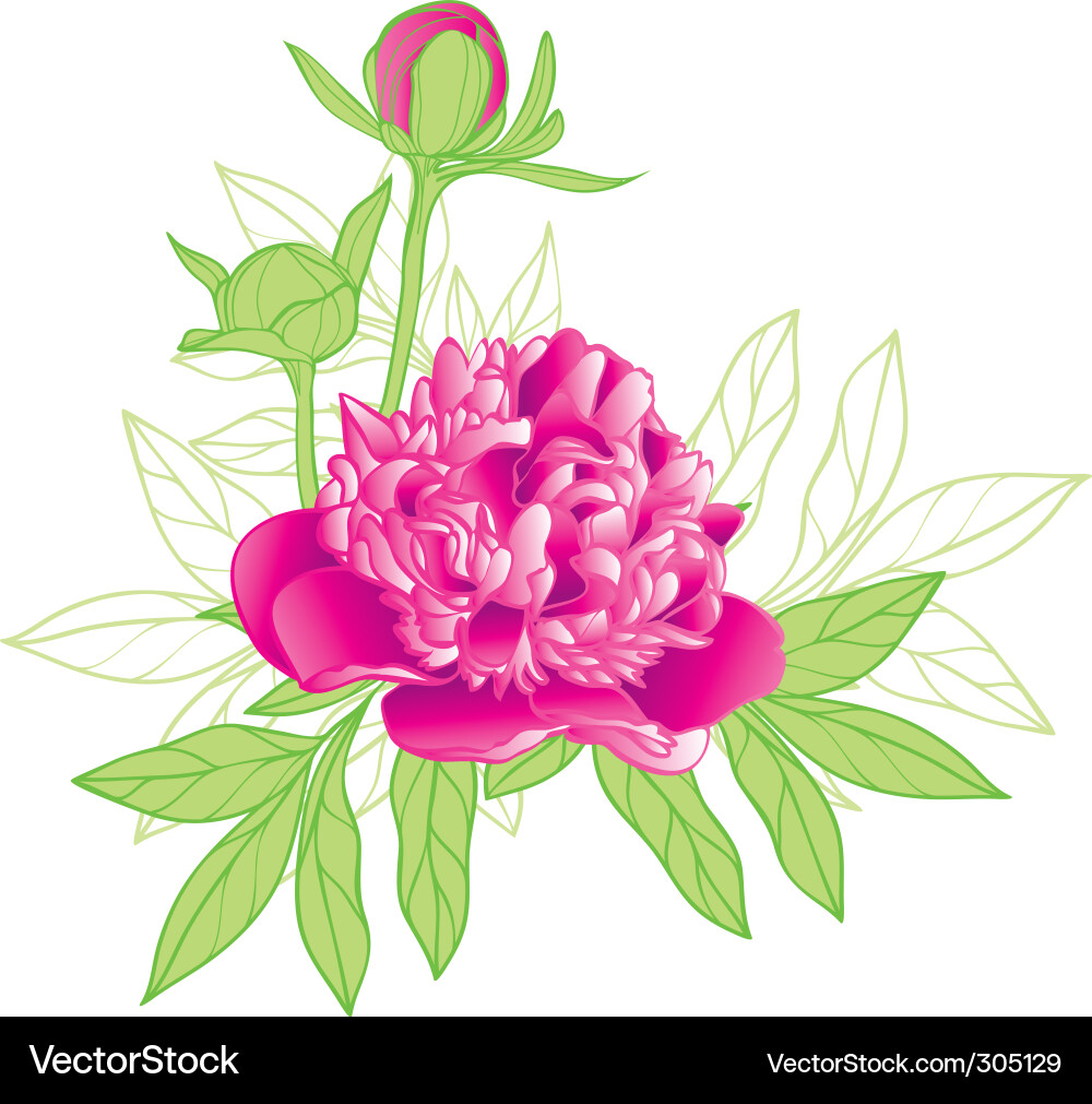 Peony flower Royalty Free Vector Image - VectorStock