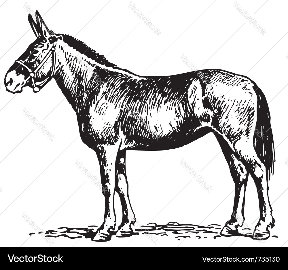 Mule Royalty Free Vector Image - VectorStock