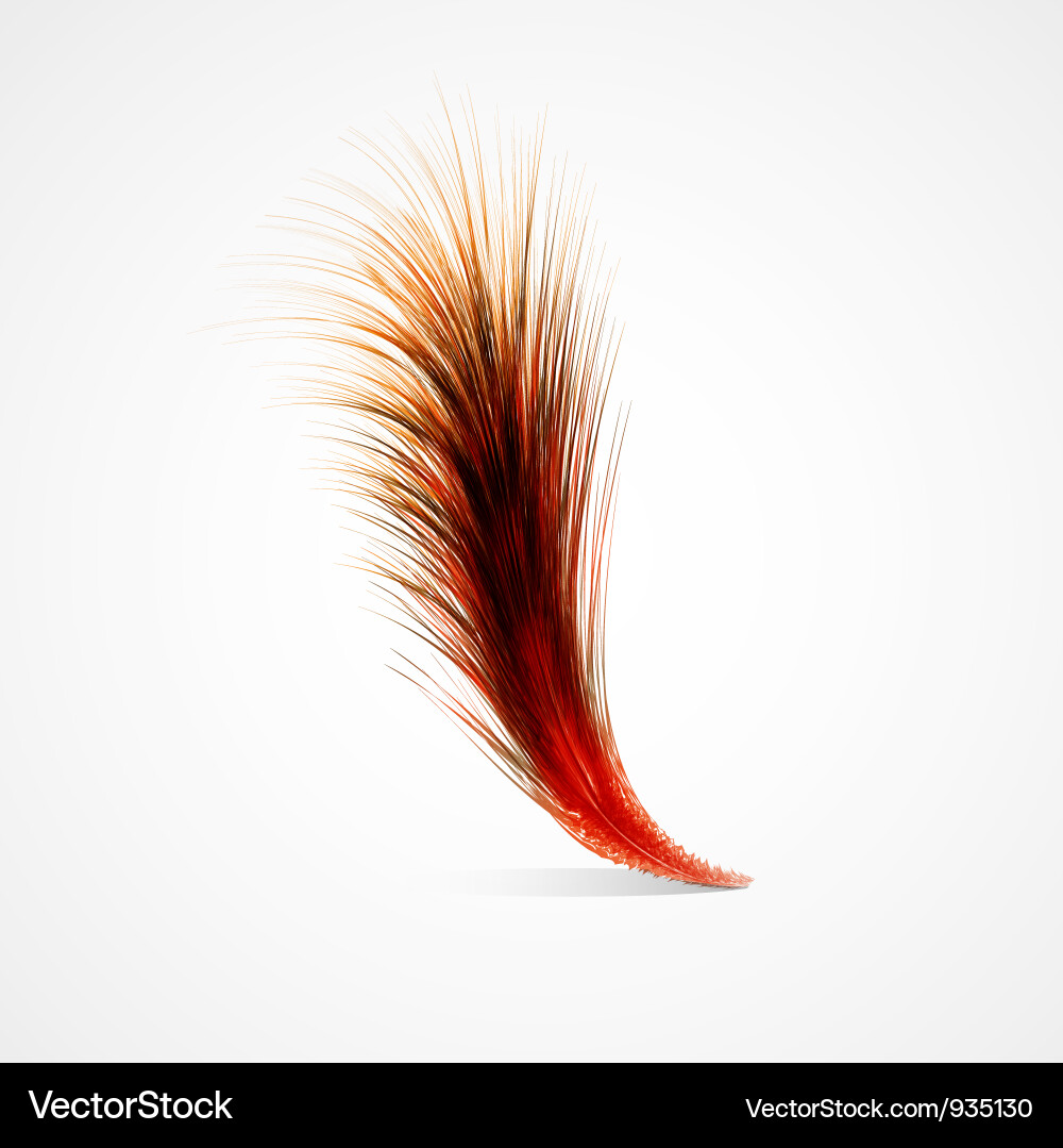 Red feather Royalty Free Vector Image - VectorStock