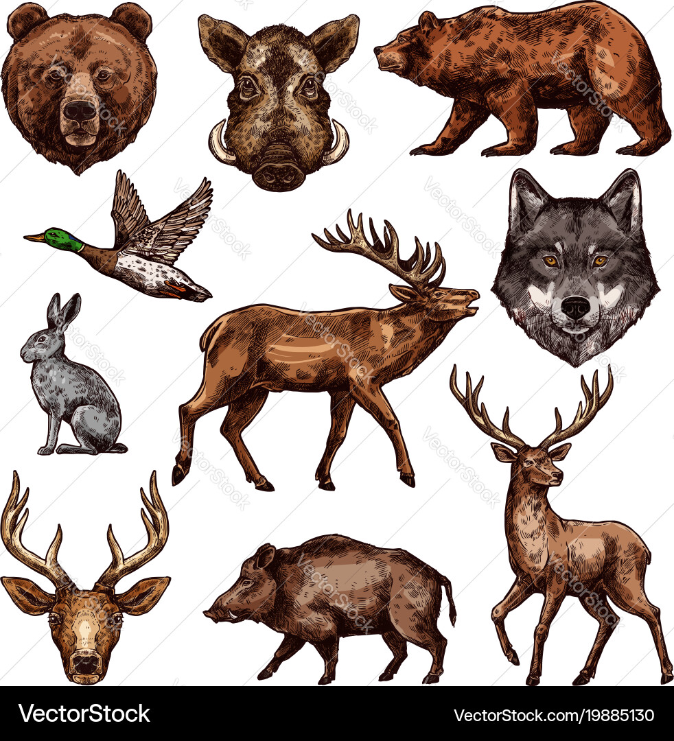 Wild Forest Animals Sketch Royalty Free Vector Image