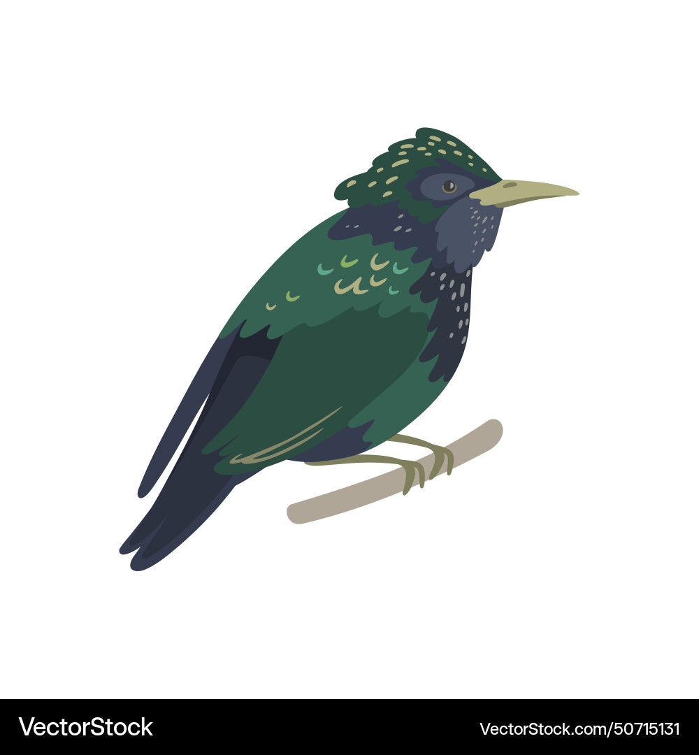 Starling bird isolated on branch nature design Vector Image